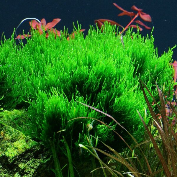 Taxiphyllum alternans in-vitro ( Taiwan Moss )