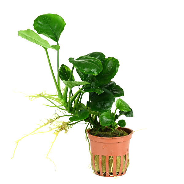 Eleocharis montevidensis - Riesennadelsimse von Tropica